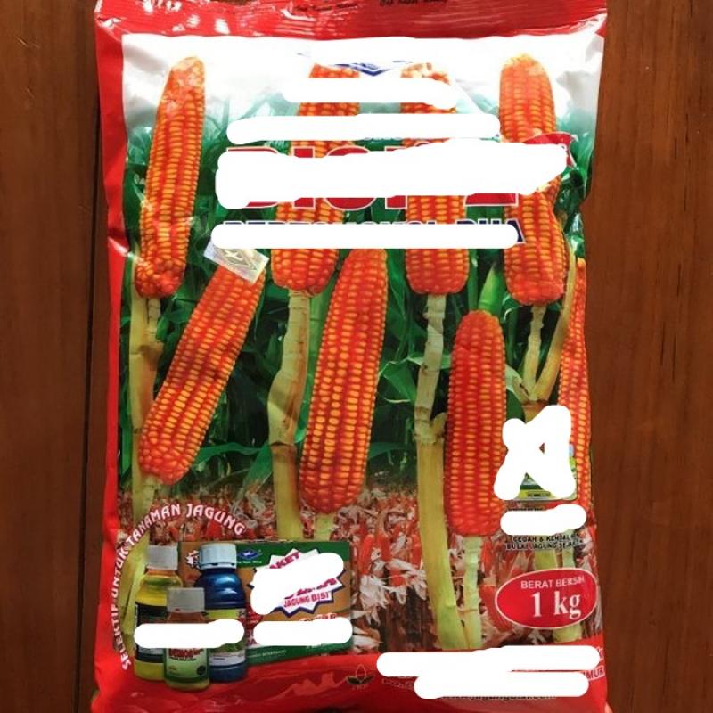 Petani Mengeluh Harga Benih Jagung Melonjak Tinggi